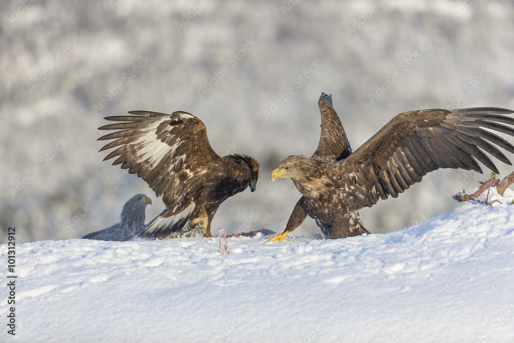 Golden Eagle Attacking
