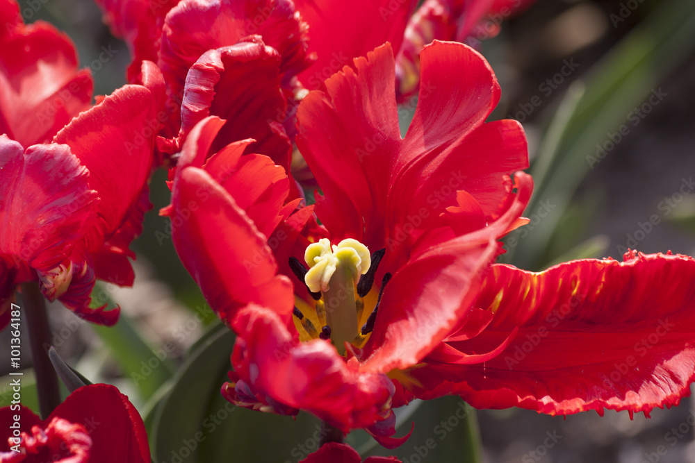 rode tulp Stock Photo | Adobe Stock
