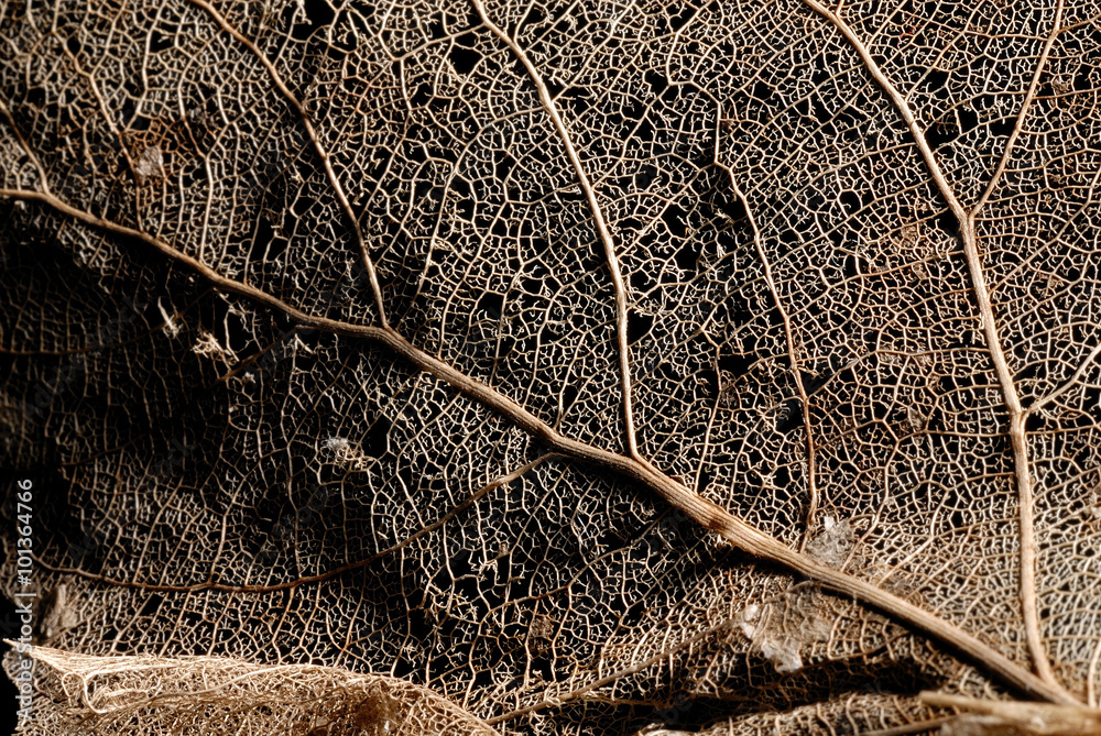 Detailed leaf skeleton. Only the thickest parts of the leaf have ...