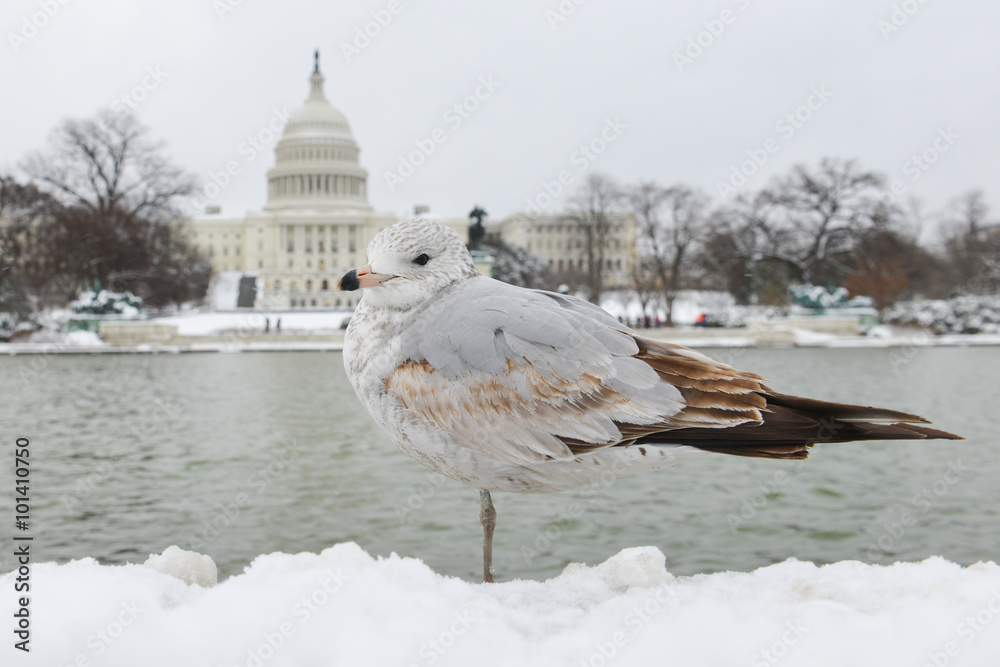 Washington DC in snow - A seagull in front of the reflection pool of US ...
