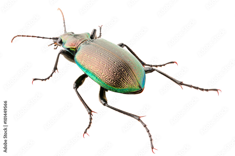 Ground beetle Calosoma inquisitor female or caterpillar-hunter isolated ...