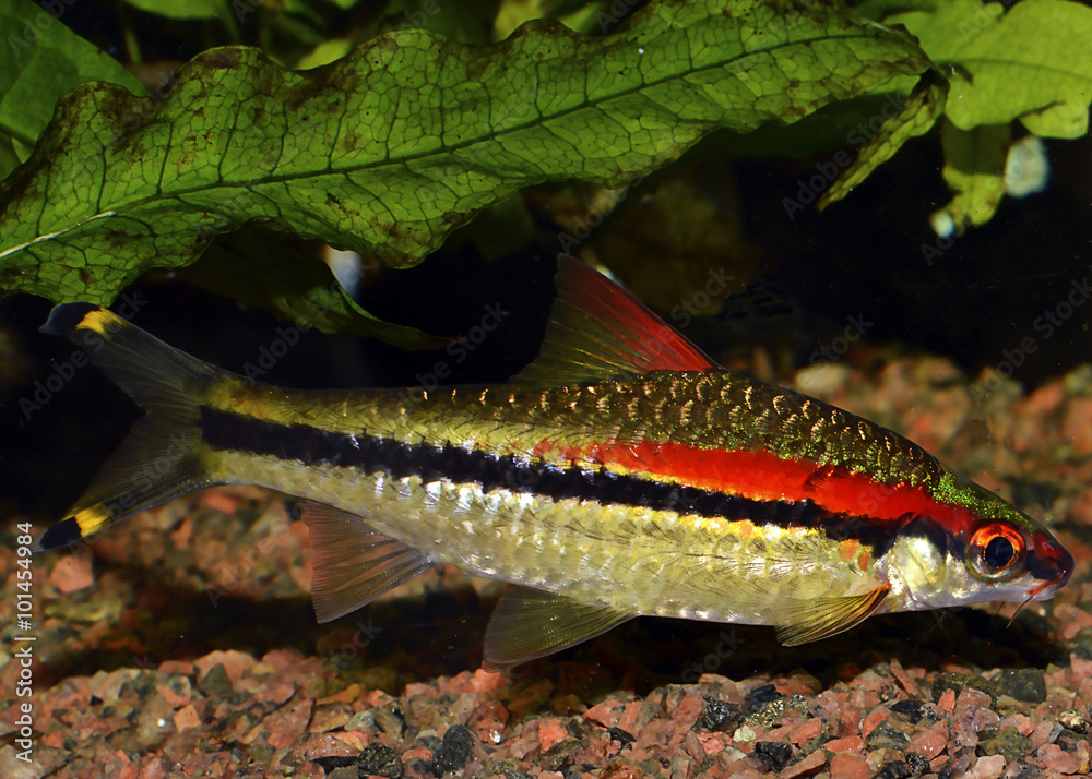 Sahyadria denisonii (Denison barb), a species of cyprinid fish endemic ...