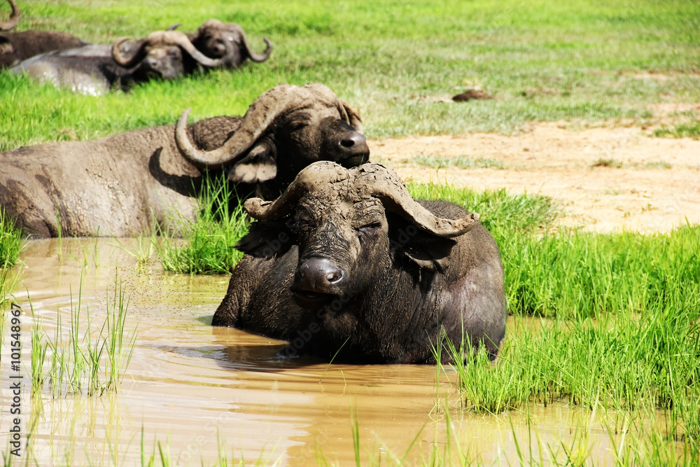 African Safari Buffalo lie in a puddle, in the Savannah, animals in ...