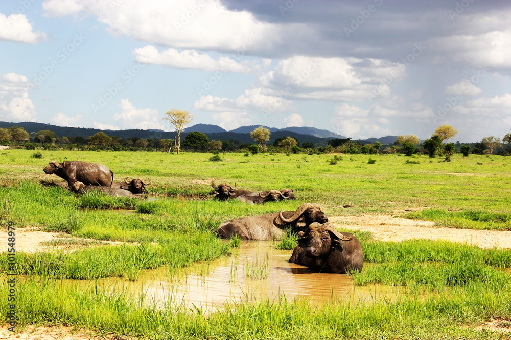 African Safari Buffalo lie in a puddle, in the Savannah, animals in ...