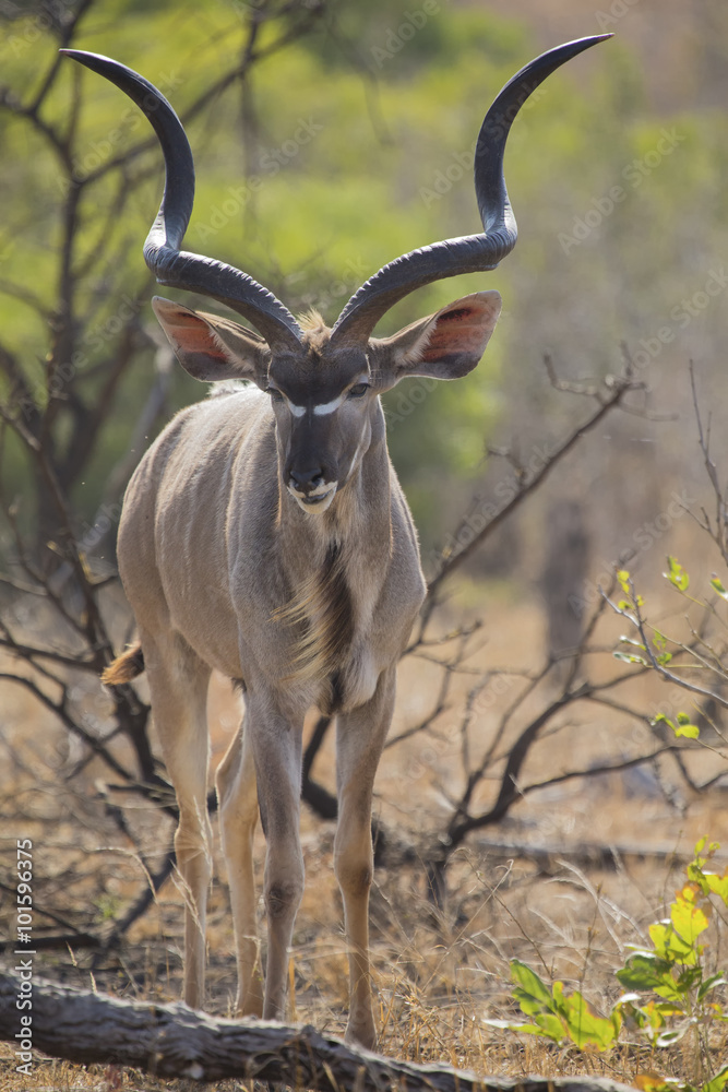 Big Kudu