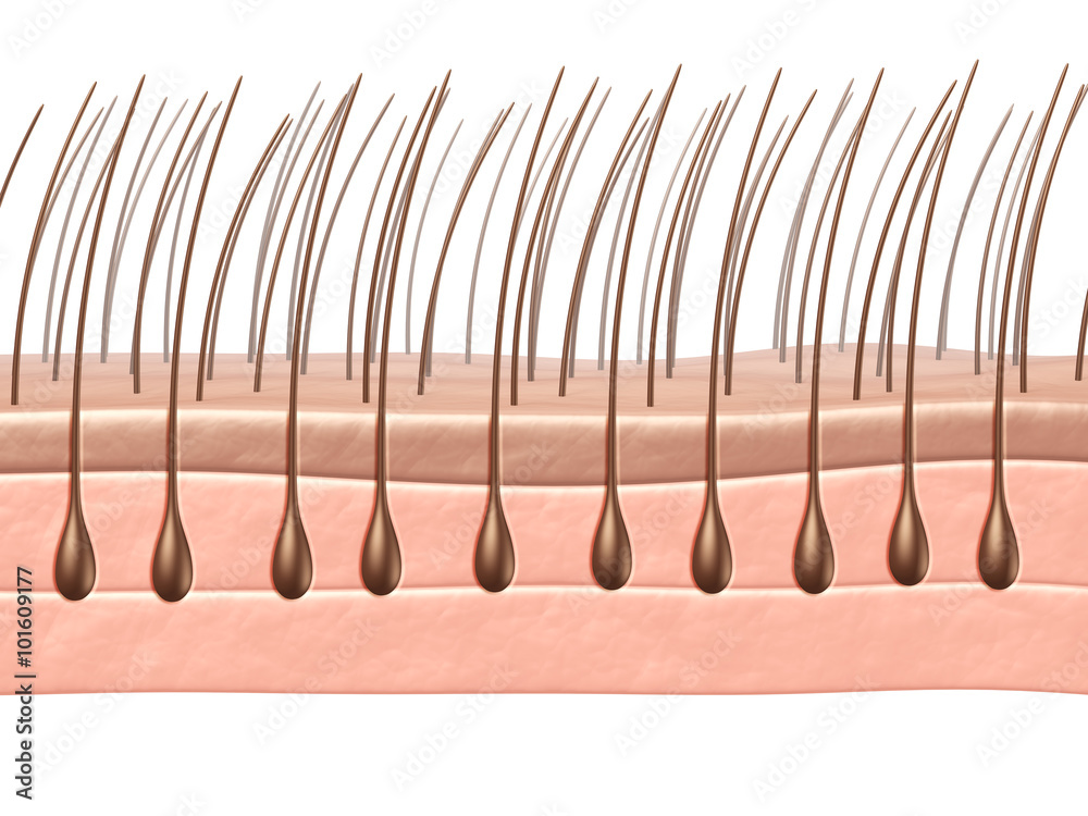 Haare, Haarwurzel: Querschnitt 3D-Illustration Stock Illustration ...