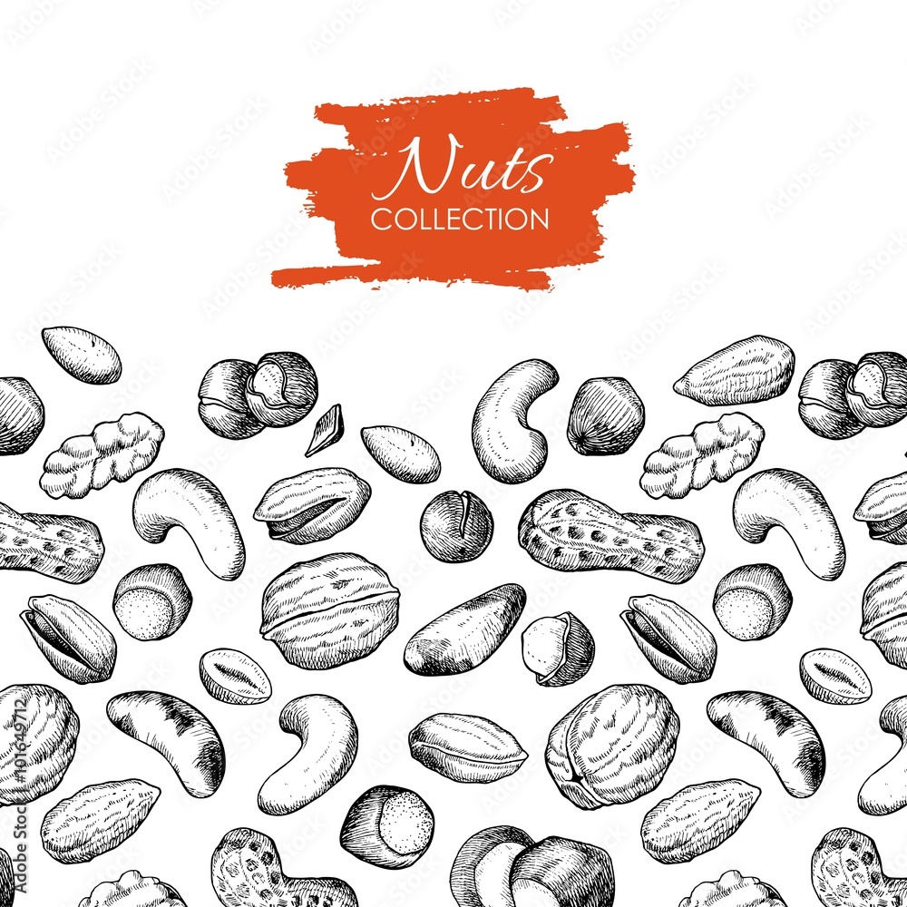 Vector hand drawn nuts illustration. Stock Vector | Adobe Stock