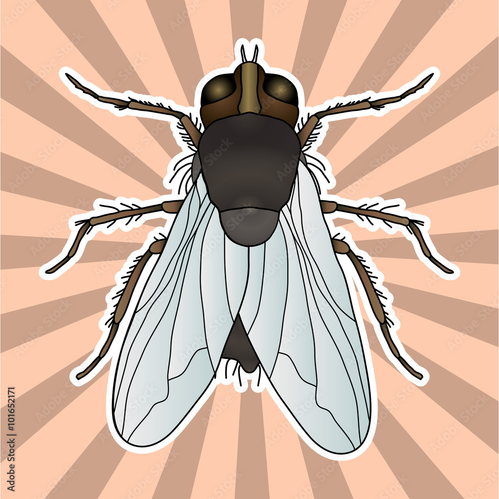 Insect anatomy. Sticker fly. Musca domestica.. Insect. a realistic fly ...