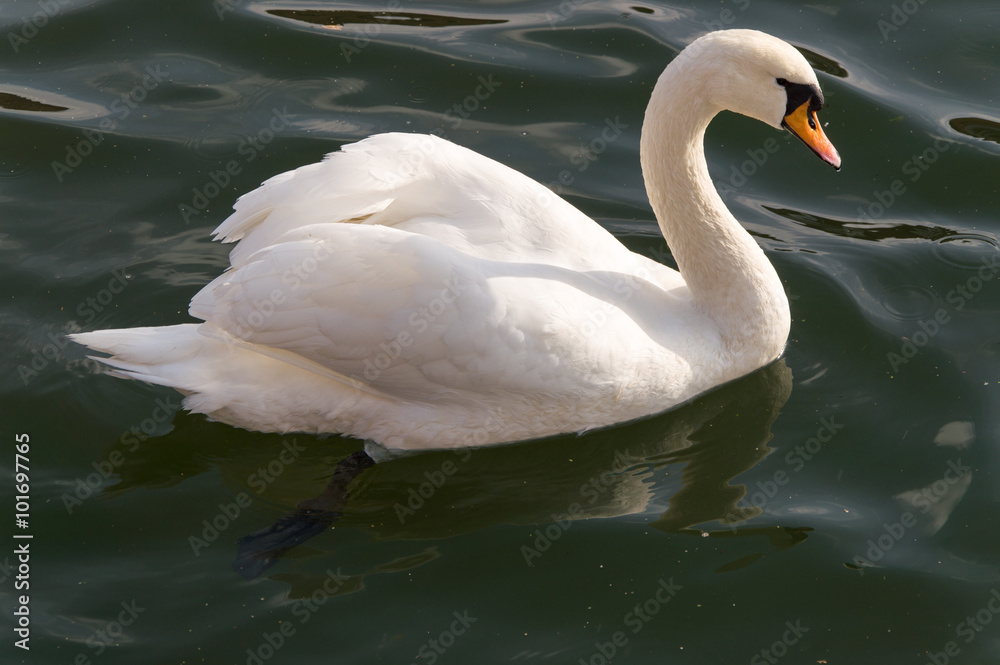 Beautiful white swan Stock Photo | Adobe Stock