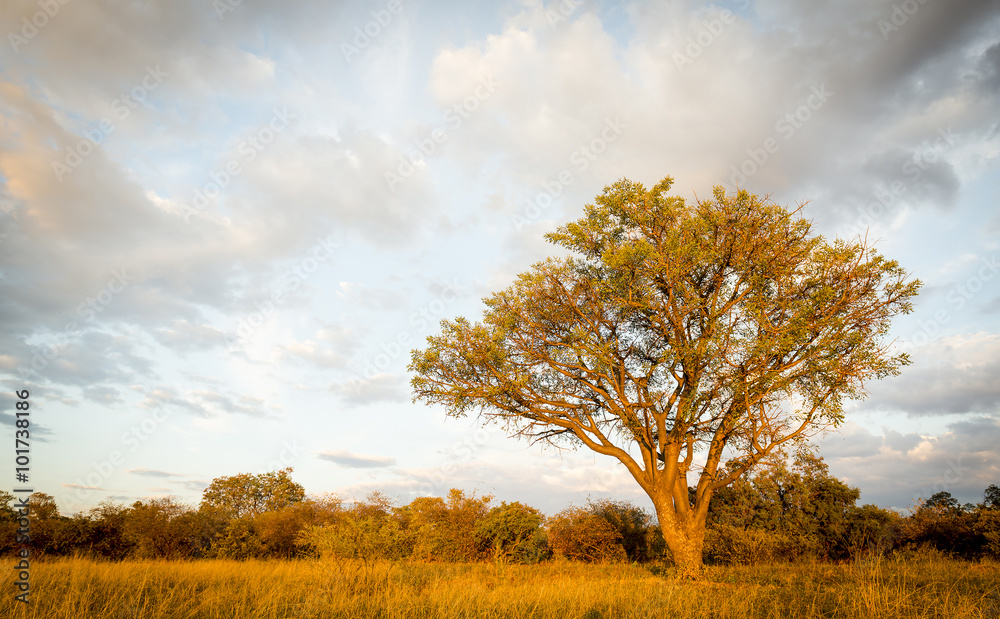 Botswana Tree Stock Photo | Adobe Stock