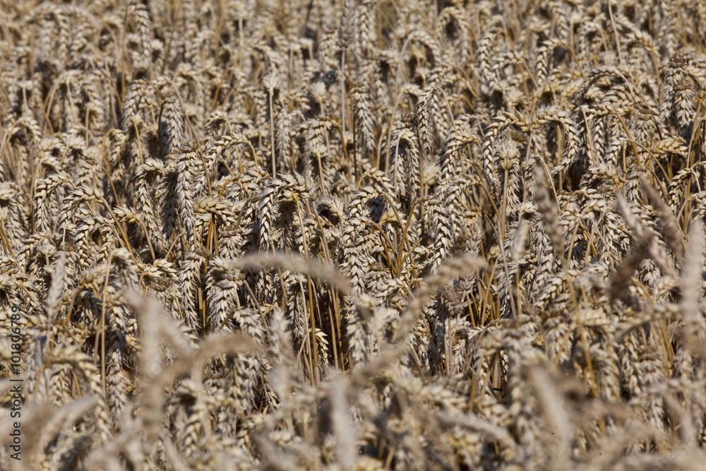 Weizenfeld (triticum) in der Wetterau, der Kornkammer Hessens Hessen ...