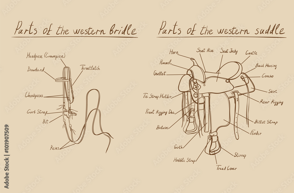 Saddle Parts Western Diagram at Muriel Howard blog
