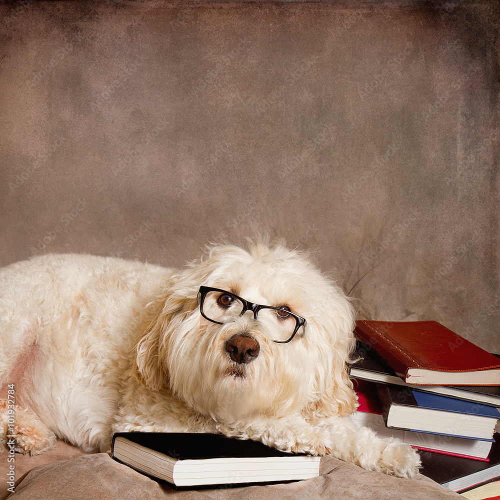 Studious Dog
