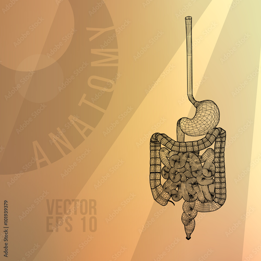 The human digestive system. The stomach, intestines, rectum. Polygonal ...