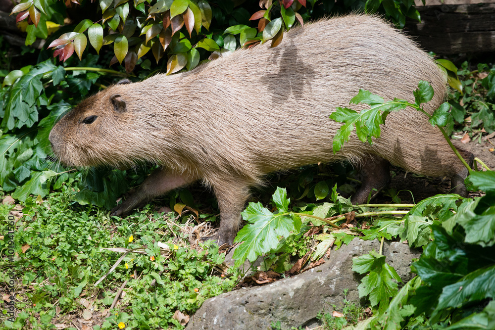 Capybara - Kapibara (Hydrochoerus hydrochaeris), the largest living ...