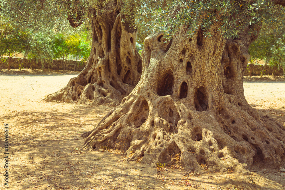 Big old olive tree roots and trunk Stock Photo | Adobe Stock