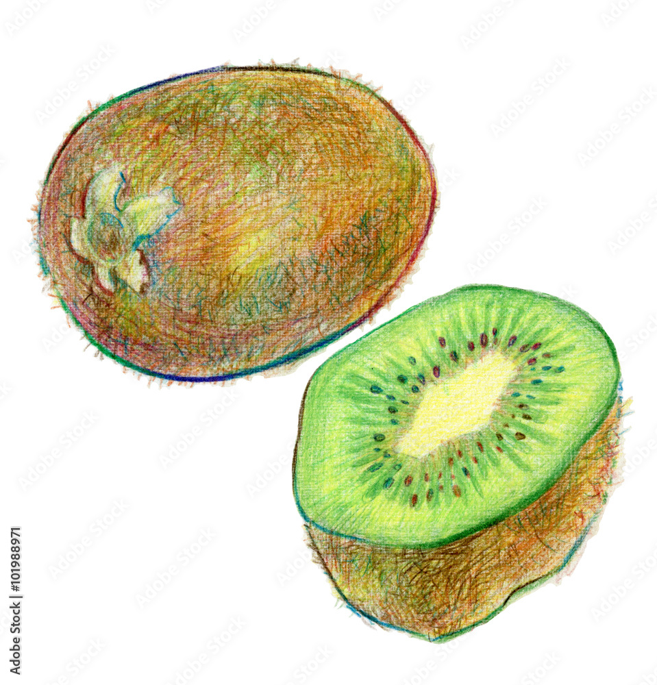 Hand drawn Illustration of kiwi fruit Stock Illustration | Adobe Stock