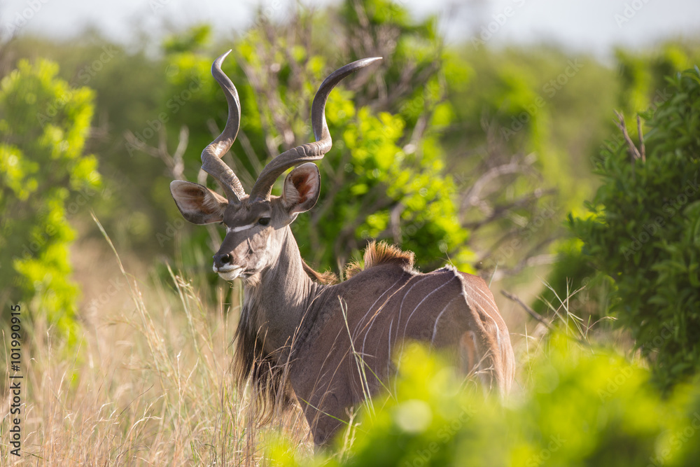 A majestic male Kudu bull looking over its shoulder Stock Photo | Adobe ...