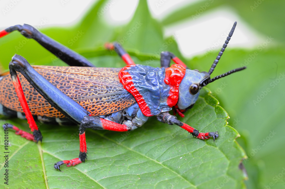 Foam Grasshopper. Pyrgomorphidae. The bright colours are warning to ...