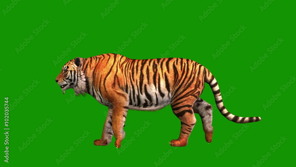 Tiger running, wild animal isolated on green background, side view ...