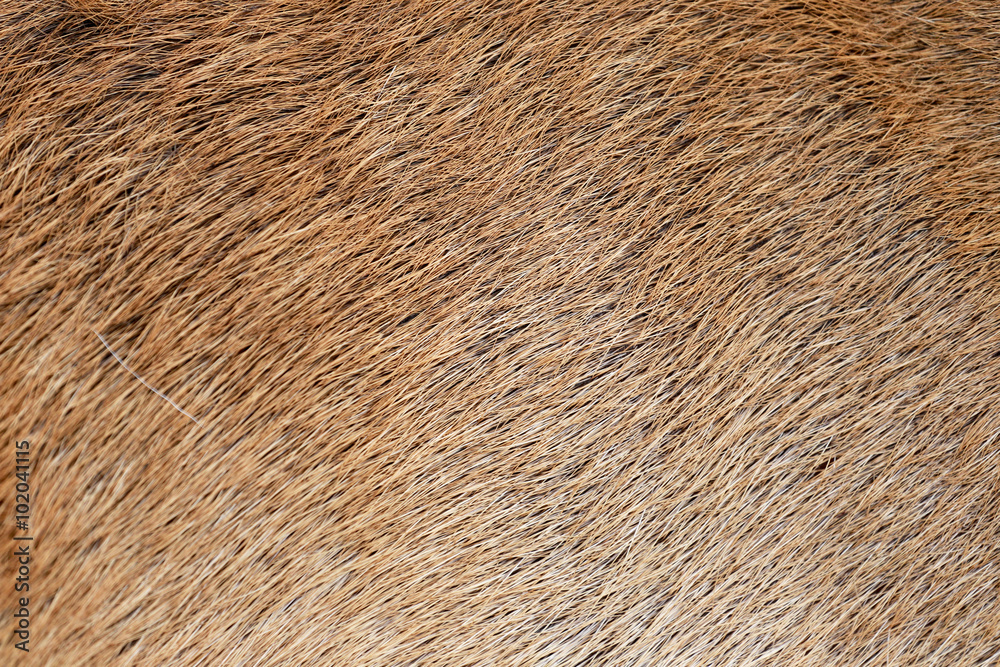 brown of animals skin and fur. Stock Photo | Adobe Stock