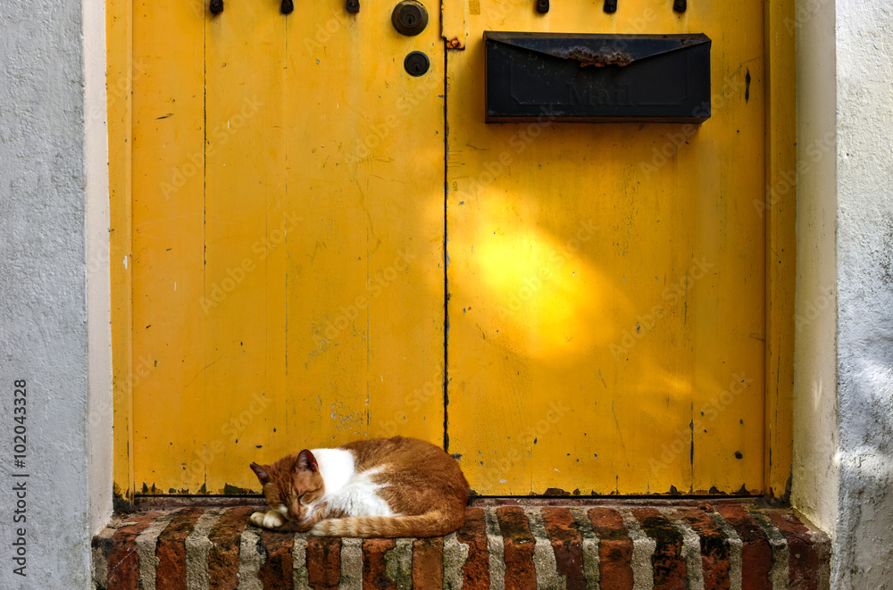 Cat of Old San Juan, Puerto Rico Stock Photo | Adobe Stock