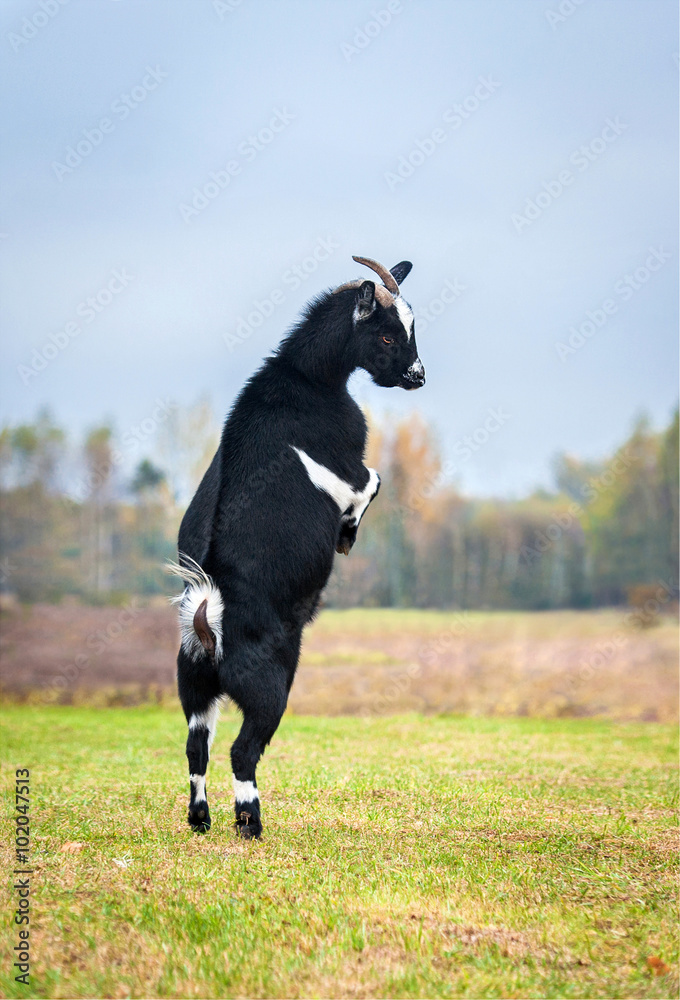 Little dwarf goat standing up on its hind legs Stock Photo | Adobe Stock