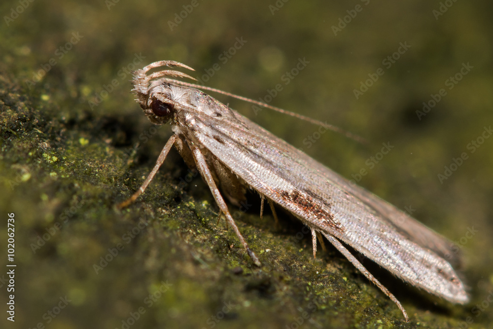 Hypatima rhomboidella micro moth. A micro moth in the family ...