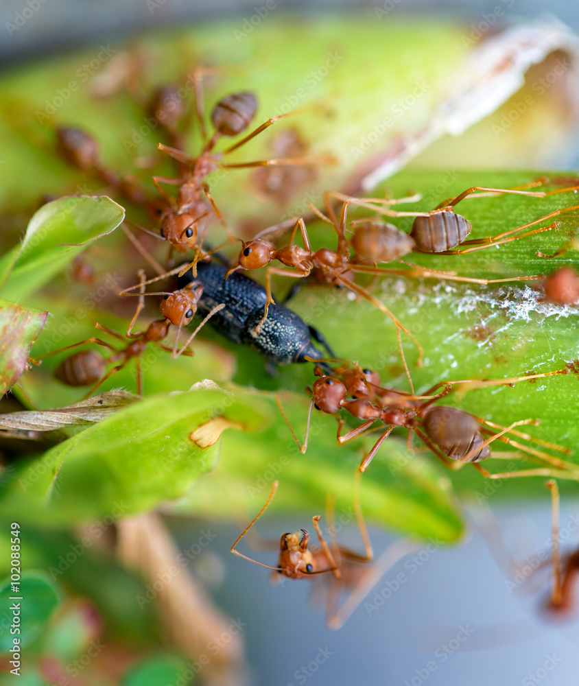 Ants eating beetle. Stock Photo | Adobe Stock