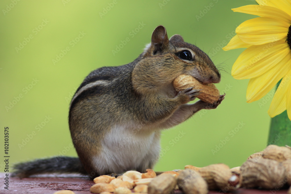 Adorable and cute Eastern Chipmunk holding up a peanut with both hands ...