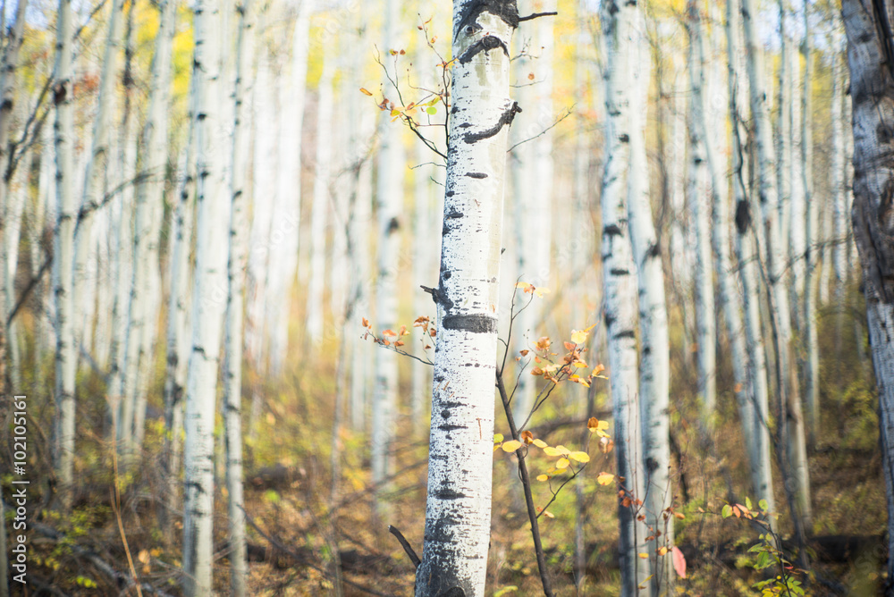 aspen trunk wall mural wallpaper | Muraledesign.com