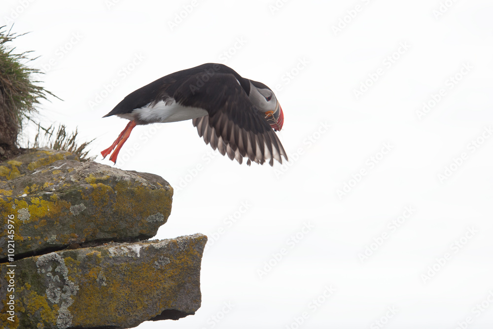 puffin starting to fly Stock-Foto | Adobe Stock