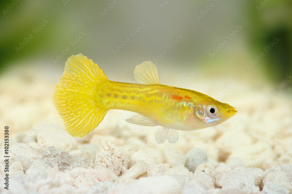Yellow Guppy Poecilia reticulate aquarium rainbow fish Stock Photo ...