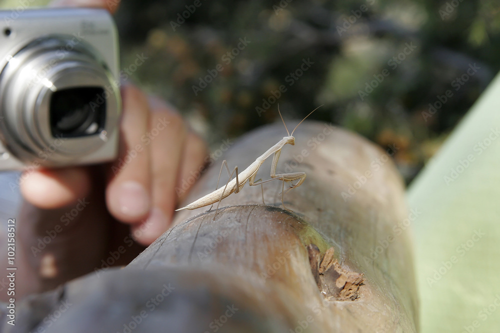 Photographer takes a praying mantis in the wild. Photo hunting f Stock ...