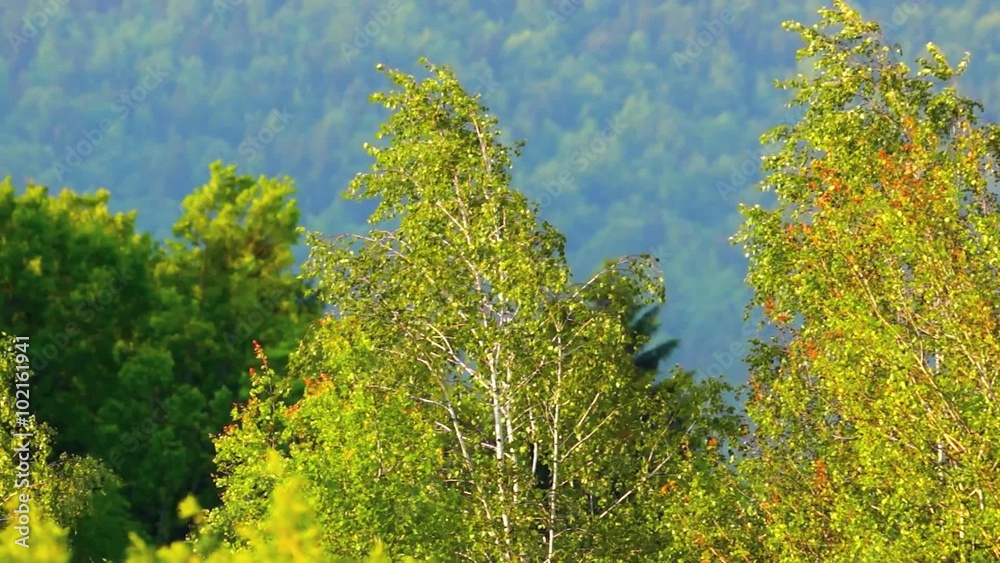 Trees moving in the wind Stock Video | Adobe Stock