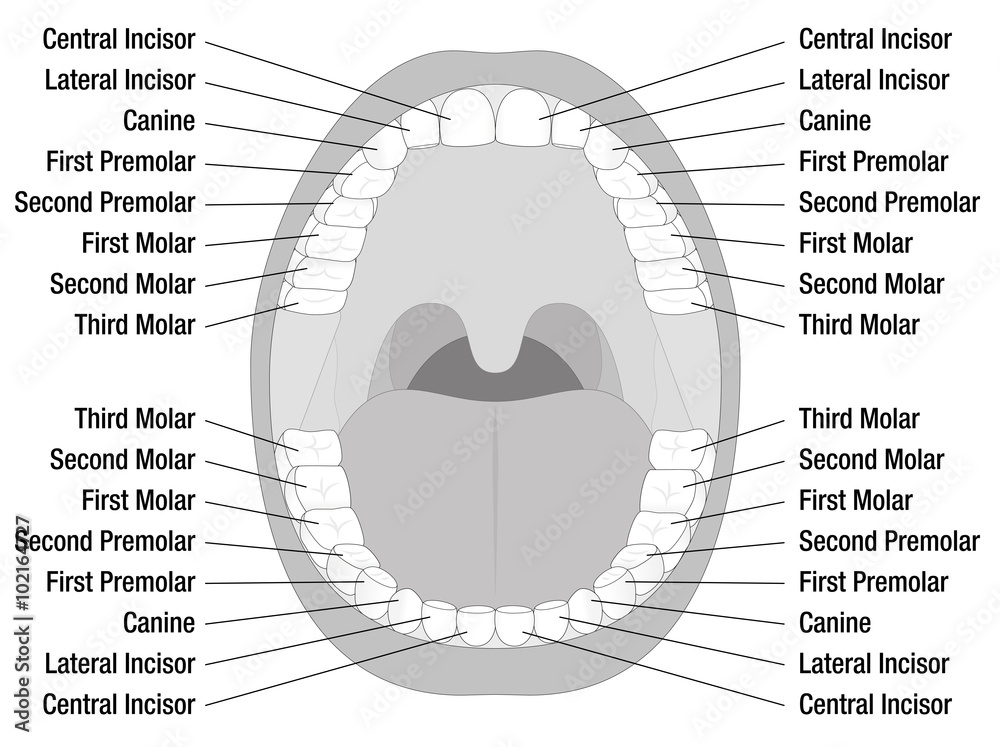 Teeth names of permanent teeth. Isolated vector illustration on white ...