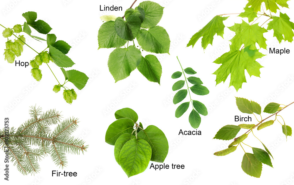 Different twigs of trees with titles, isolated on white Stock Photo ...