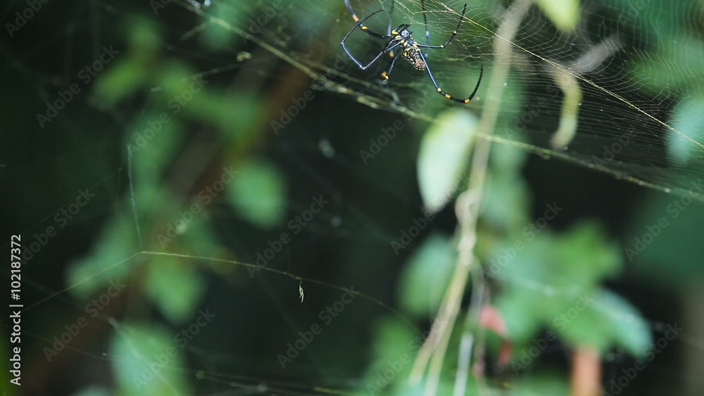 Close up of cobweb with spider.Big tropical spider crawling on the web ...