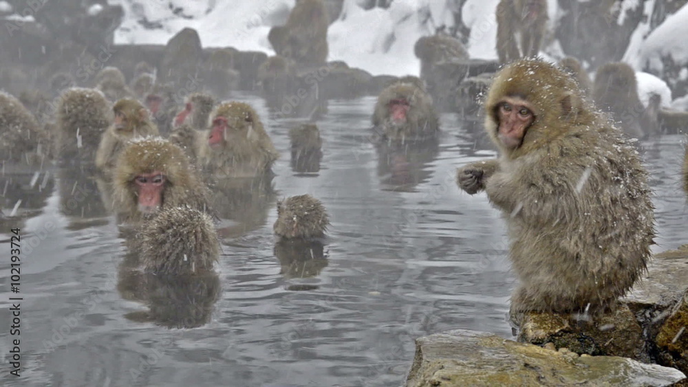 Group of snow monkeys relaxing in a natural hot-spring, Jigokudani ...