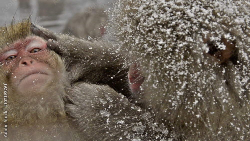 Vídeo do Stock: Snow monkeys preening while in a natural hot-spring ...