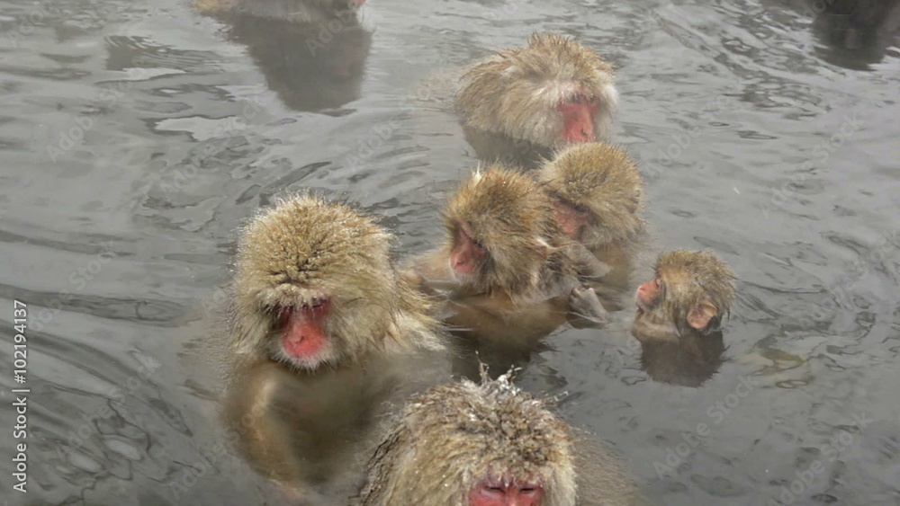 Snow monkeys preening while in a natural hot-spring, Jigokudani, Nagano ...