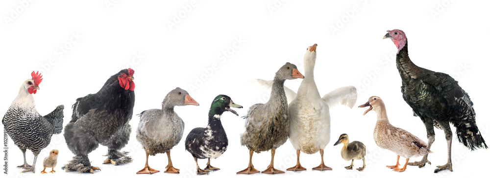 group of poultry Stock Photo | Adobe Stock