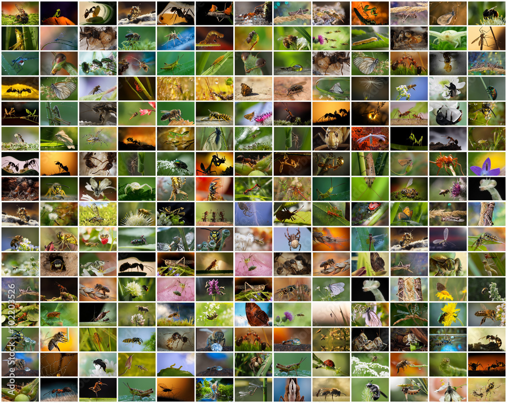 A collage of photos of insects. Closeup - wasps, ants, bees, praying ...