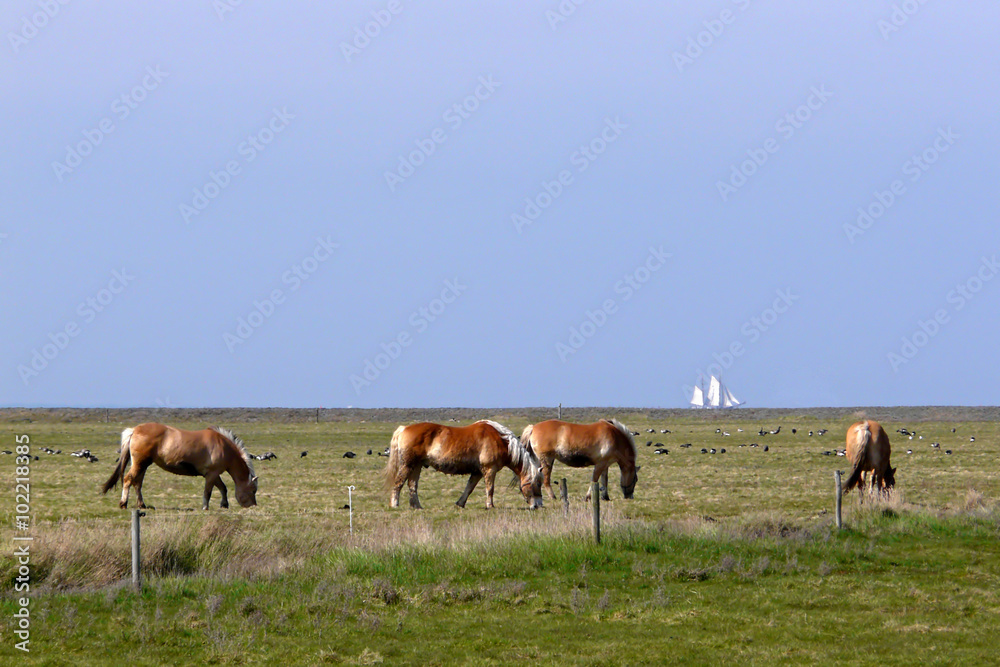 Pferde auf der Hallig Hooge mit Segelschiff im Hintergrund Stock Photo ...