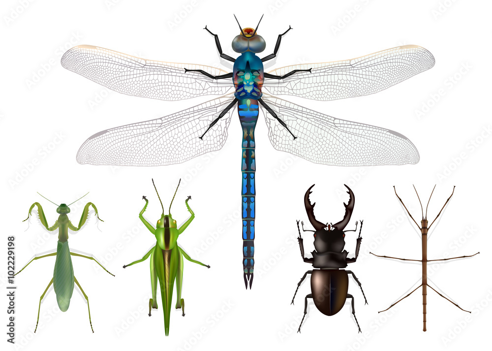 INSECTES x 5 - Planche N°2 Stock Vector | Adobe Stock