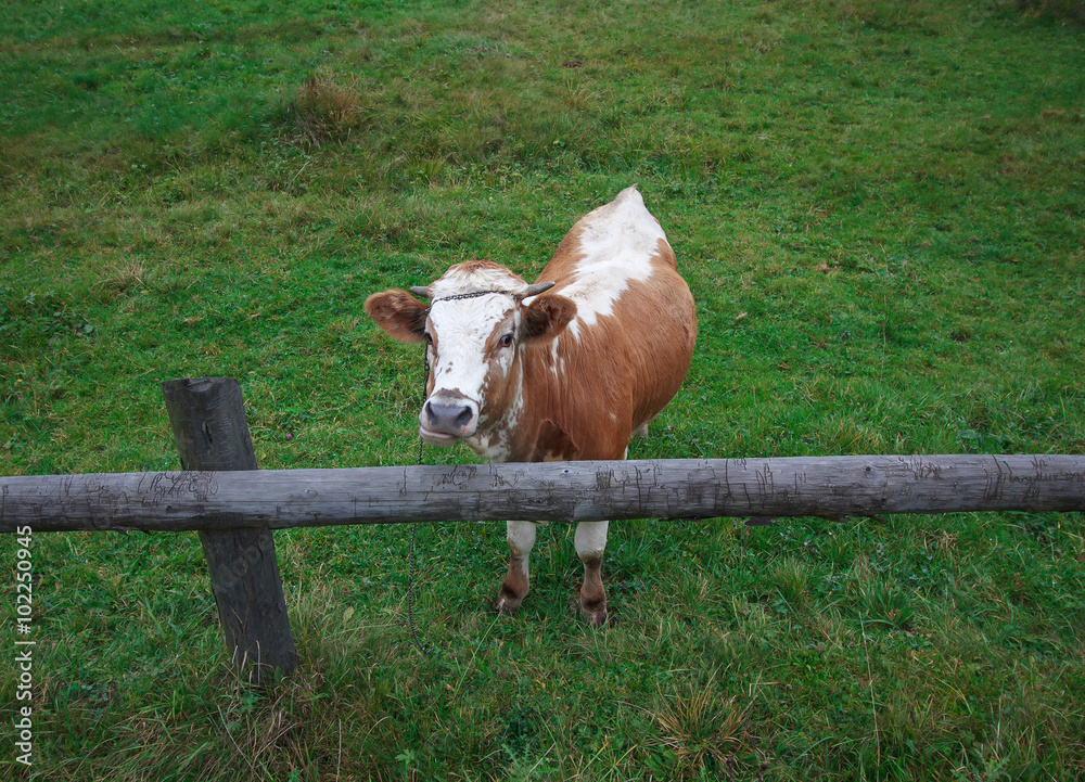 Cow standing behind a fence on a farm Stock Photo | Adobe Stock