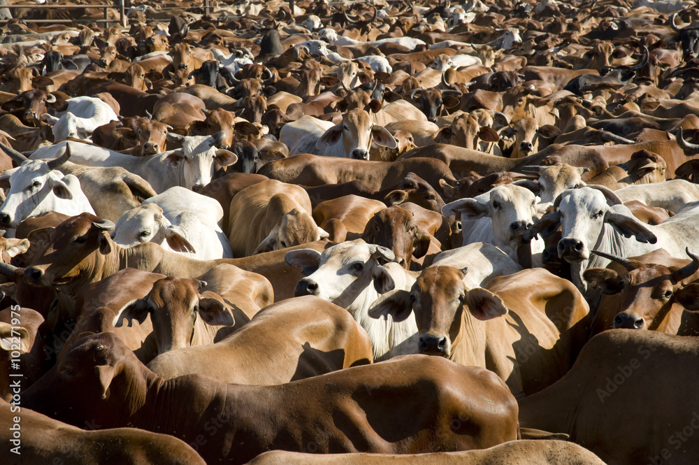 mustering braham cattle near the gulf of carpentaria North Queensland ...