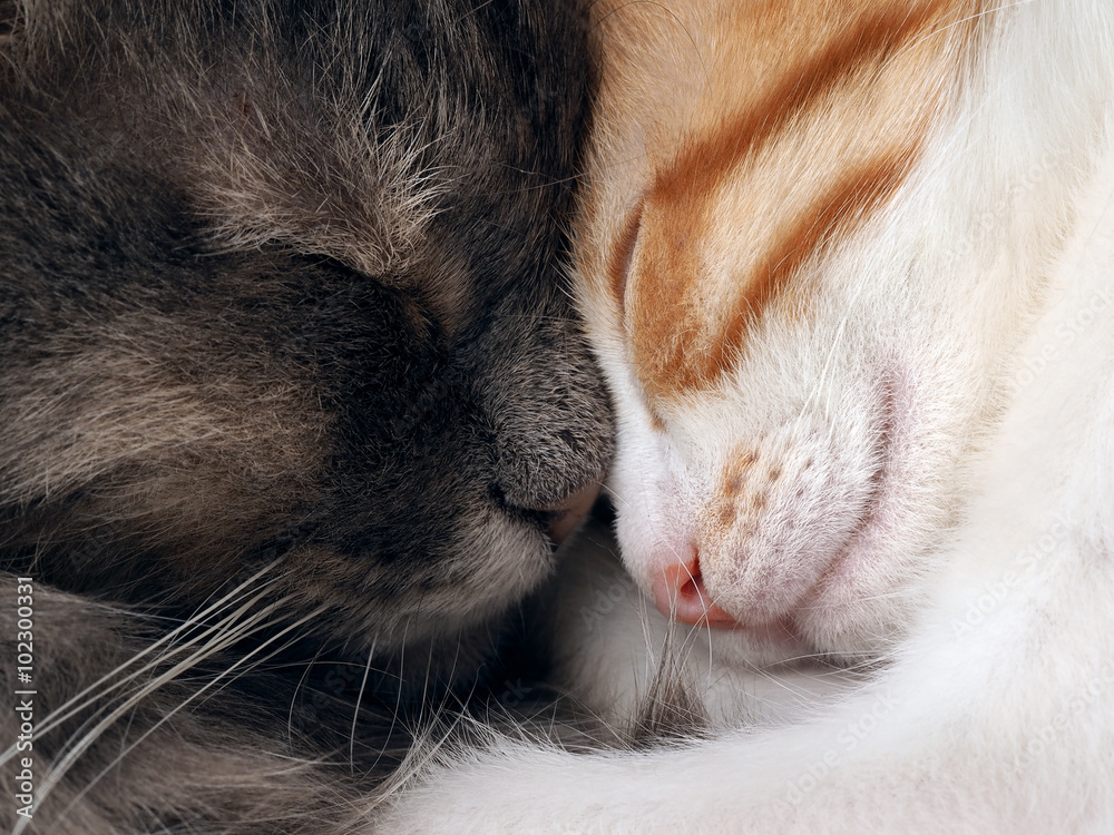 Two Cats In Love