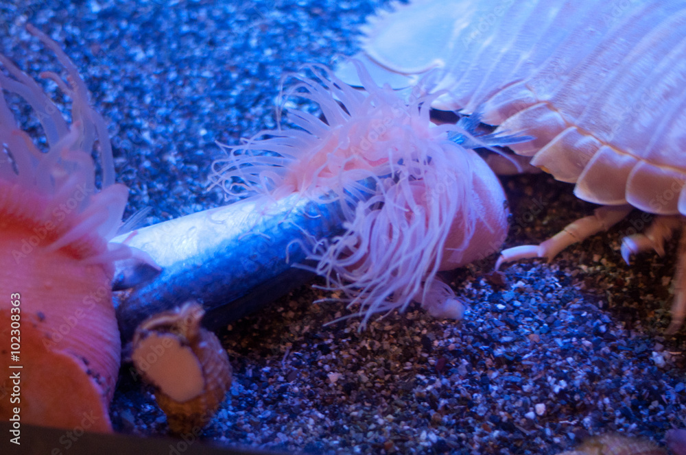 Giant isopod or bathynomus giganteus in the ocean Stock Photo | Adobe Stock