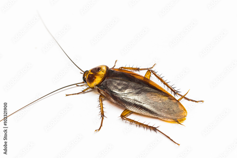 Turkestan cockroach (Blatta lateralis), also known as the rusty red ...